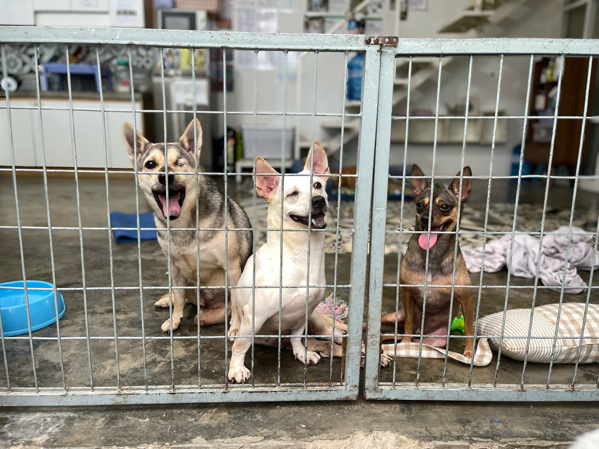 Paws For Compassion - WUFAW