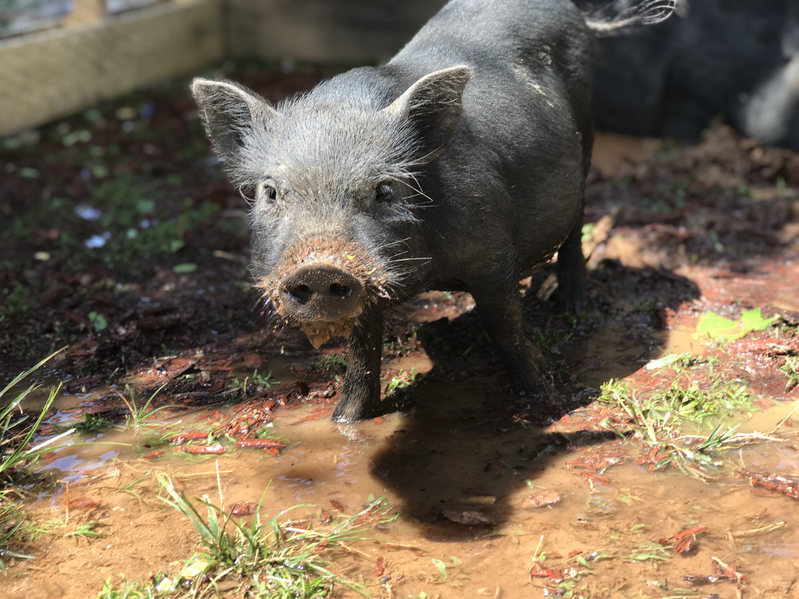 Stray Pig Project - WUFAW